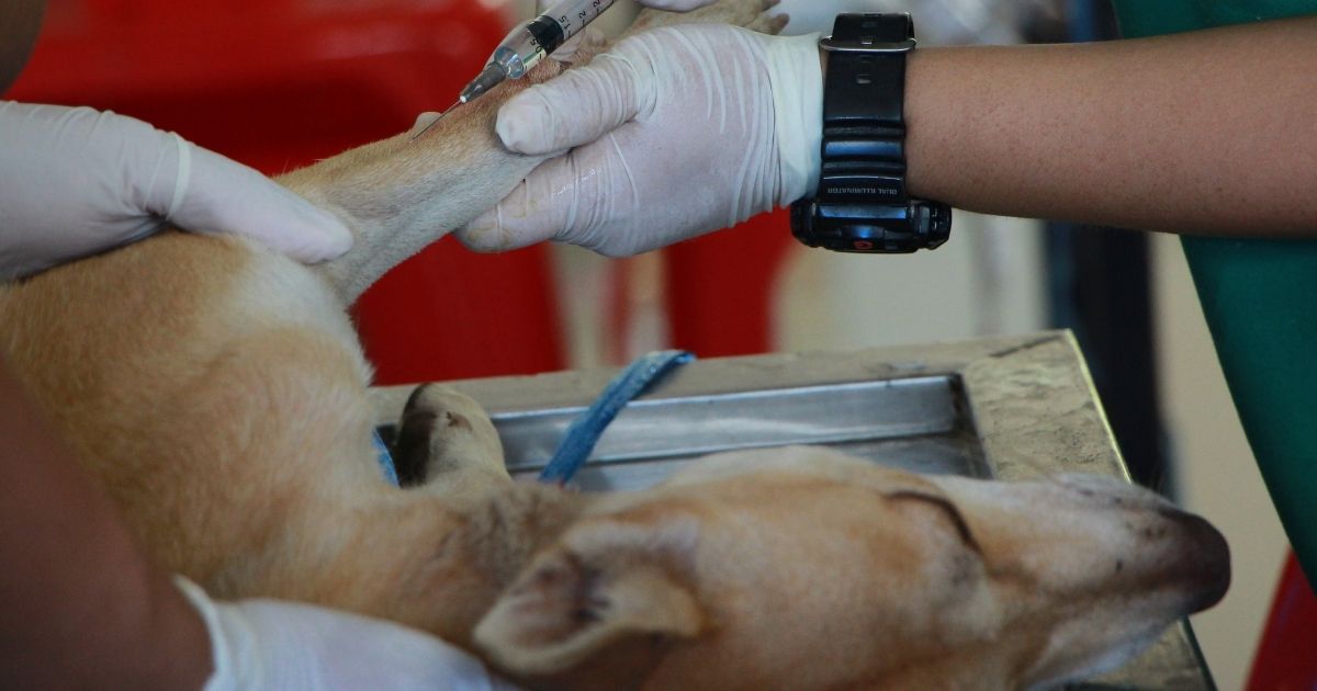 Owners giving pets contraceptives and other human medication