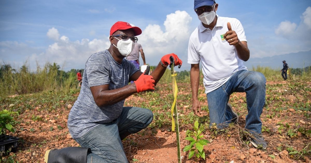 Persons can get up to 10 trees to plant on labour day