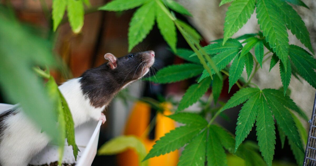 Police blame rats for the destruction of 200kg of seized cannabis