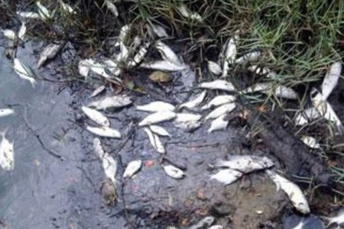 Fish death hits Rio Cobre again, after reported restocking