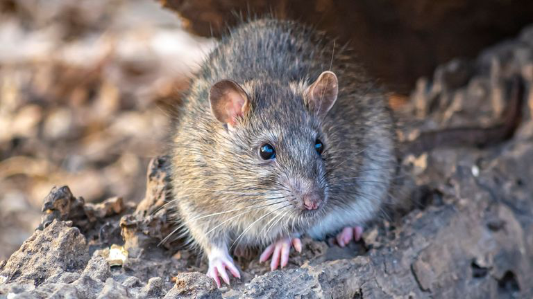 New York City Council approves "rat birth control" pilot to curb ...